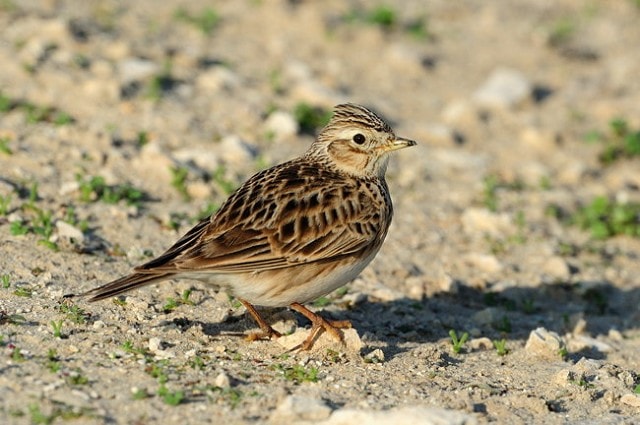 Oriental Skylark by Adrian Drummond-Hill - BirdGuides