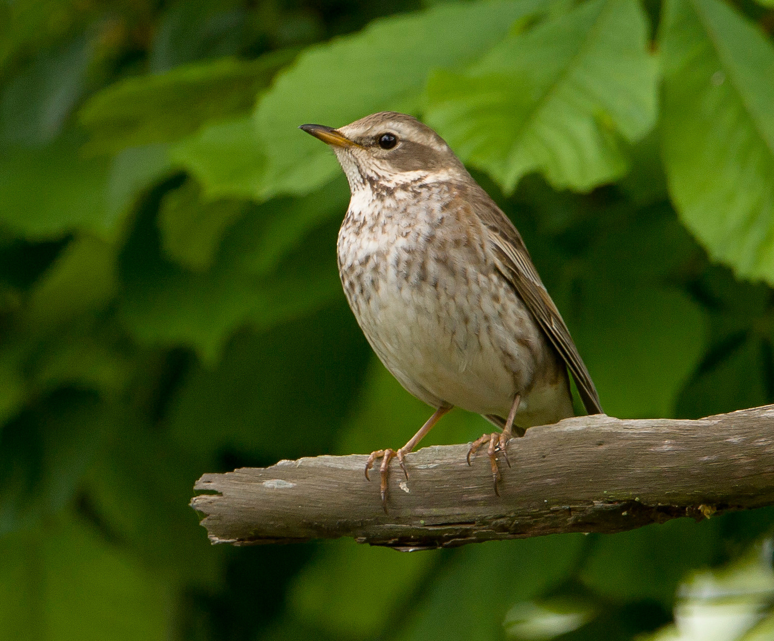 Details : Dusky Thrush - BirdGuides