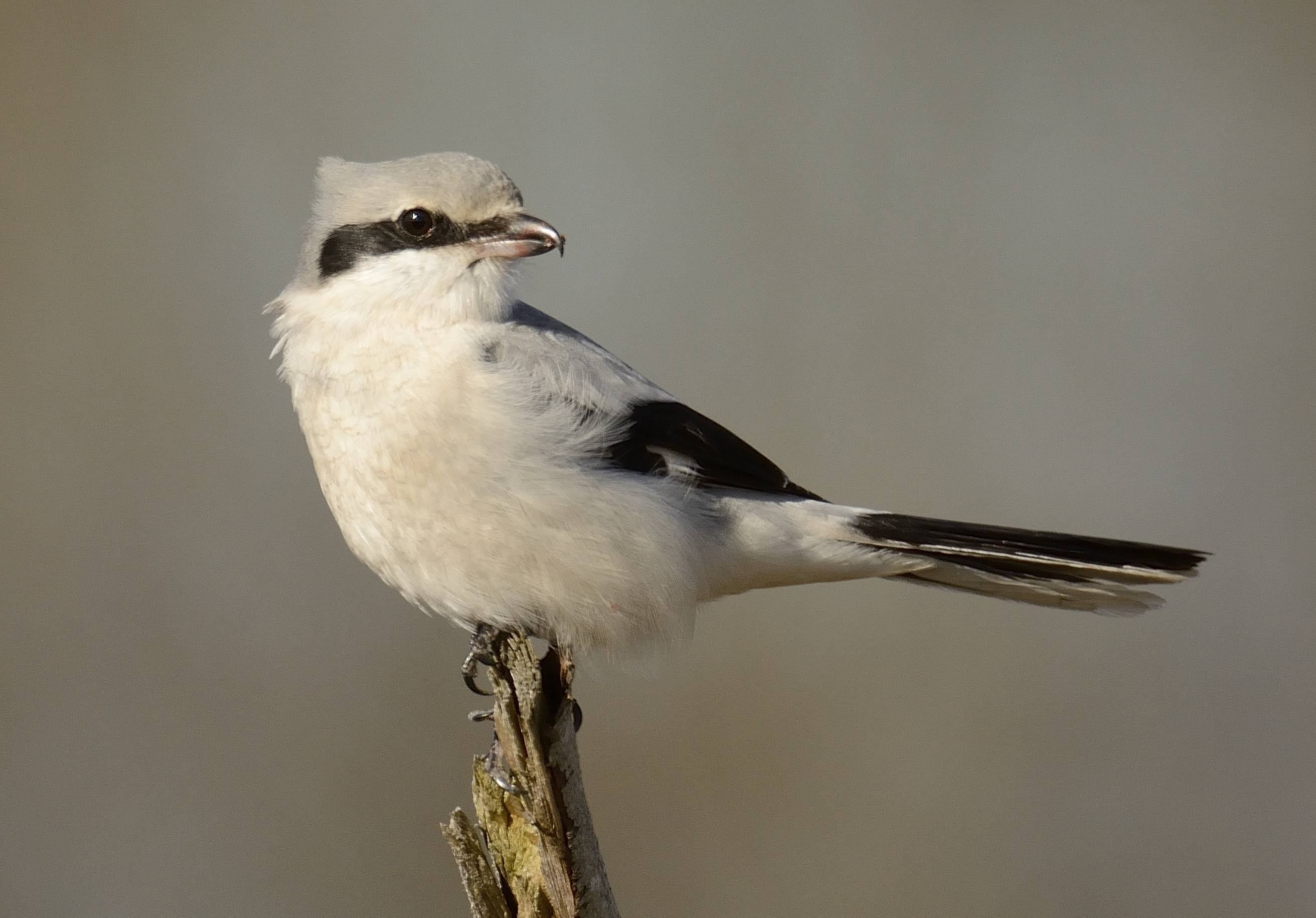 Details : Great Grey Shrike - BirdGuides