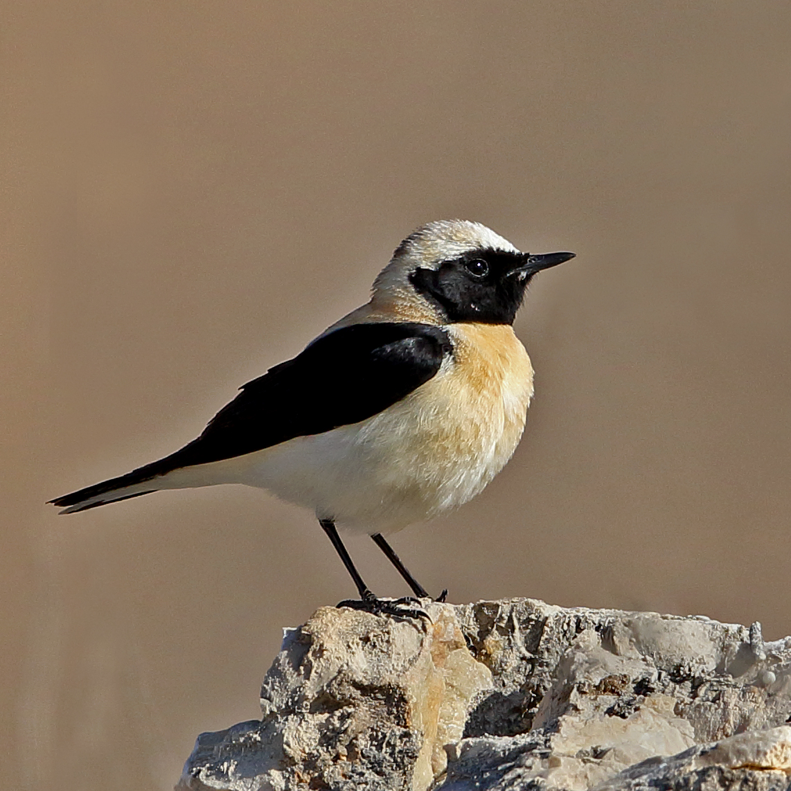 Details : Eastern Black-eared Wheatear - BirdGuides