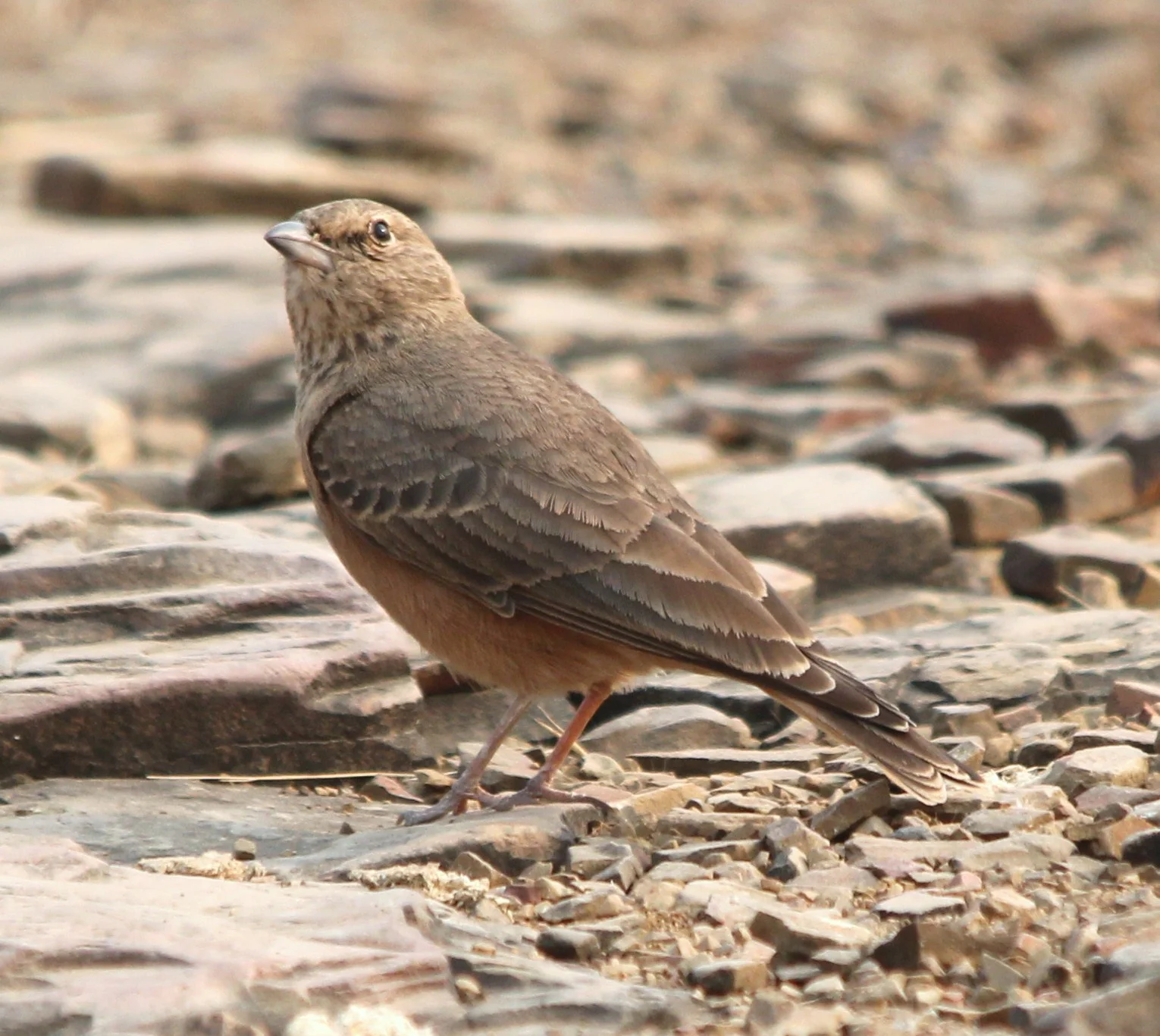Details : Rufous-tailed Lark - BirdGuides