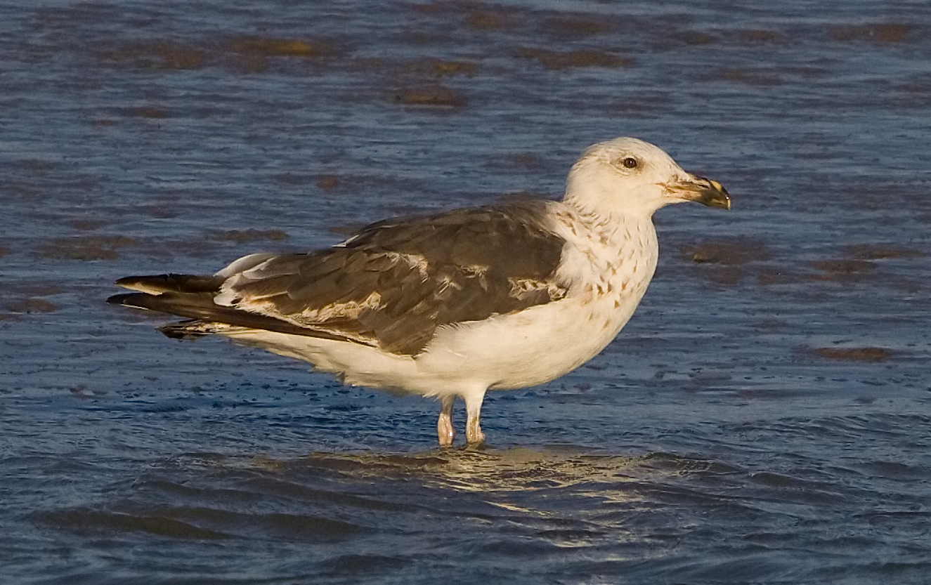 Details : Great Black-backed Gull - BirdGuides
