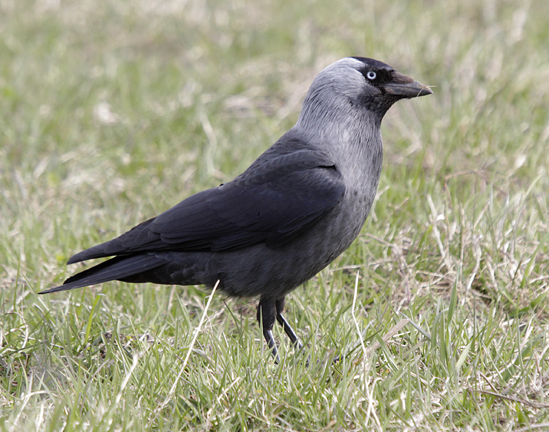 Details : Nordic Jackdaw - BirdGuides