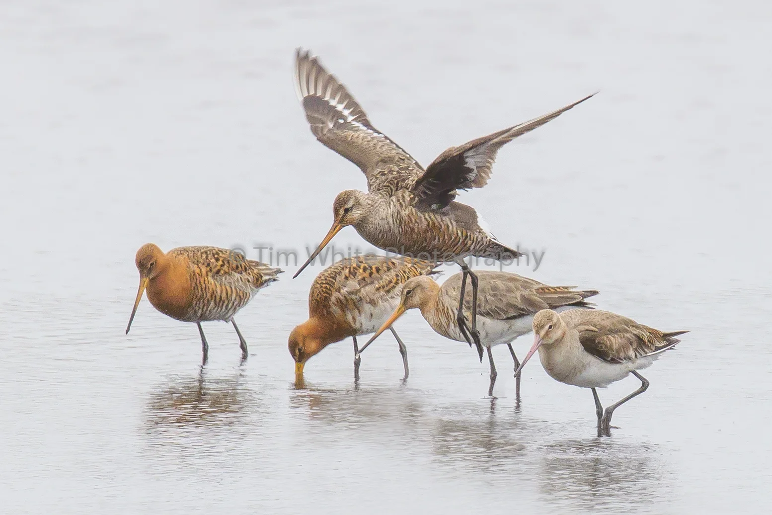 Details : Hudsonian Godwit - BirdGuides