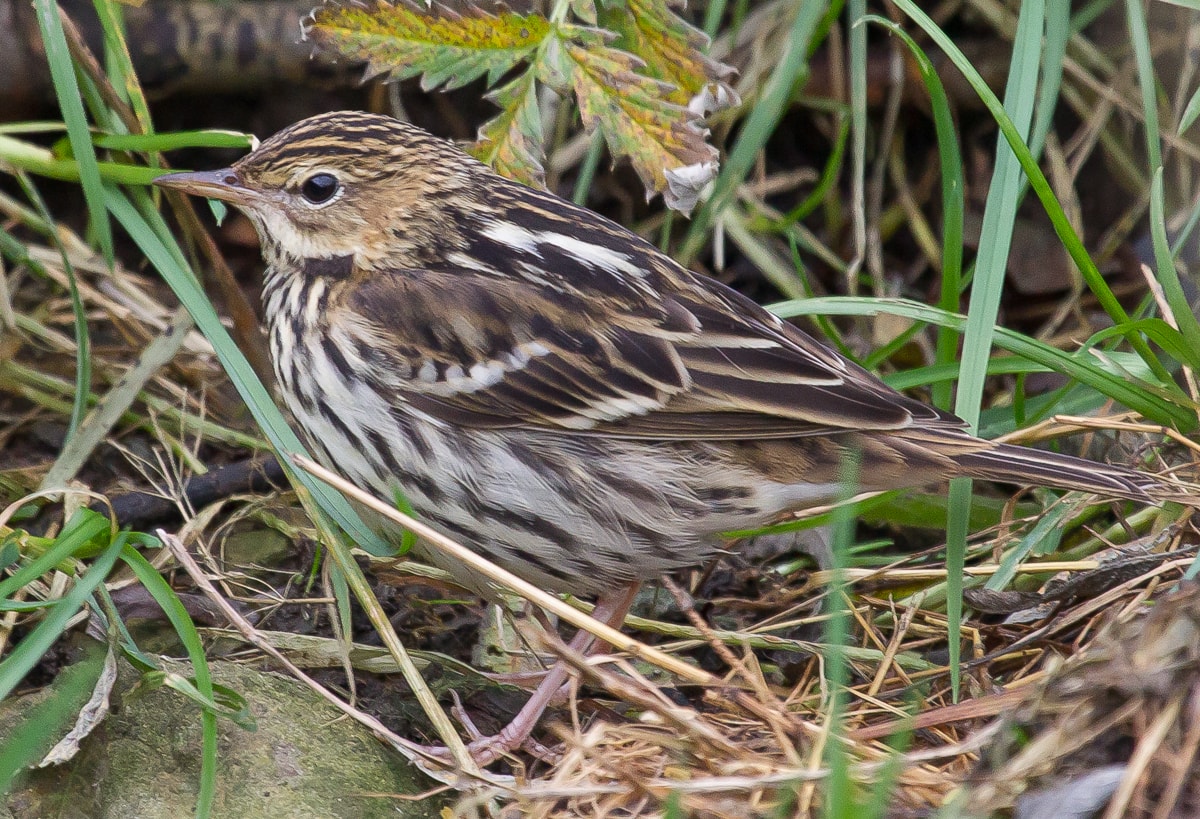 Pechora Pipit by Chris Griffin - BirdGuides