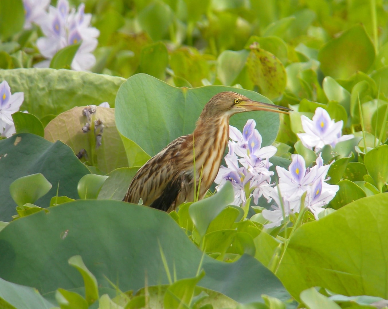 Yellow Bittern by Doug Kelson - BirdGuides