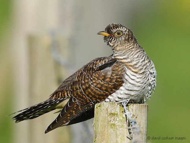 Details : Common Cuckoo - BirdGuides