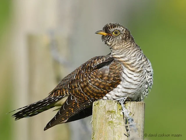 Details : Common Cuckoo - BirdGuides