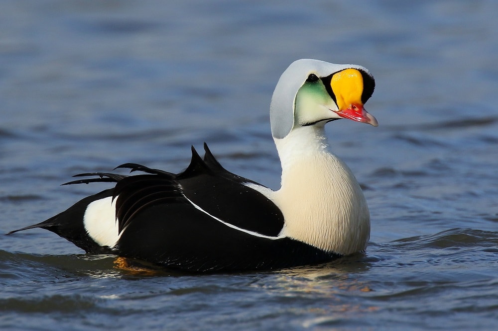 King Eider by Sam Northwood - BirdGuides