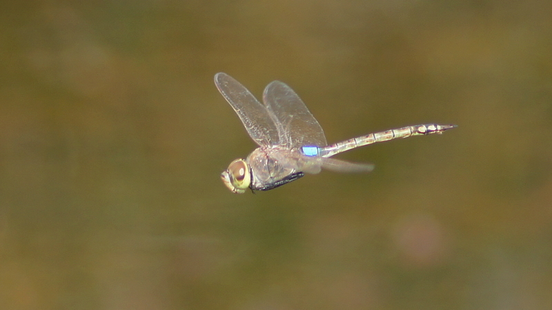 Vagrant Emperor by Steve Bury - BirdGuides