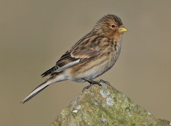 Details : Twite - BirdGuides