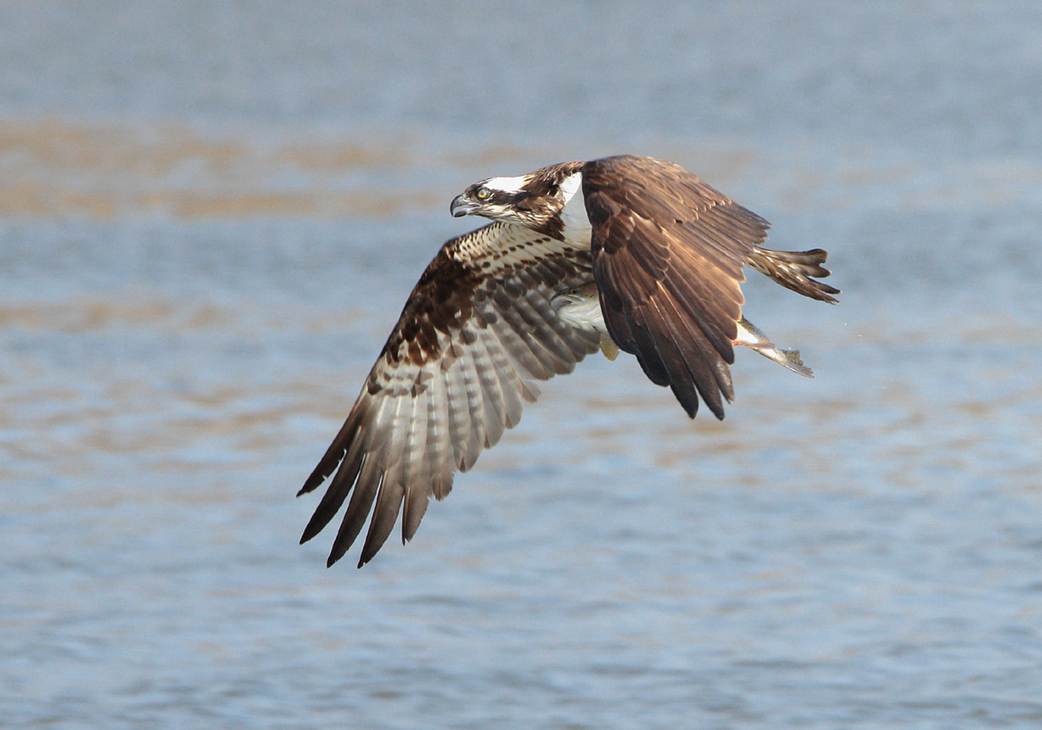 Details : Western Osprey - BirdGuides