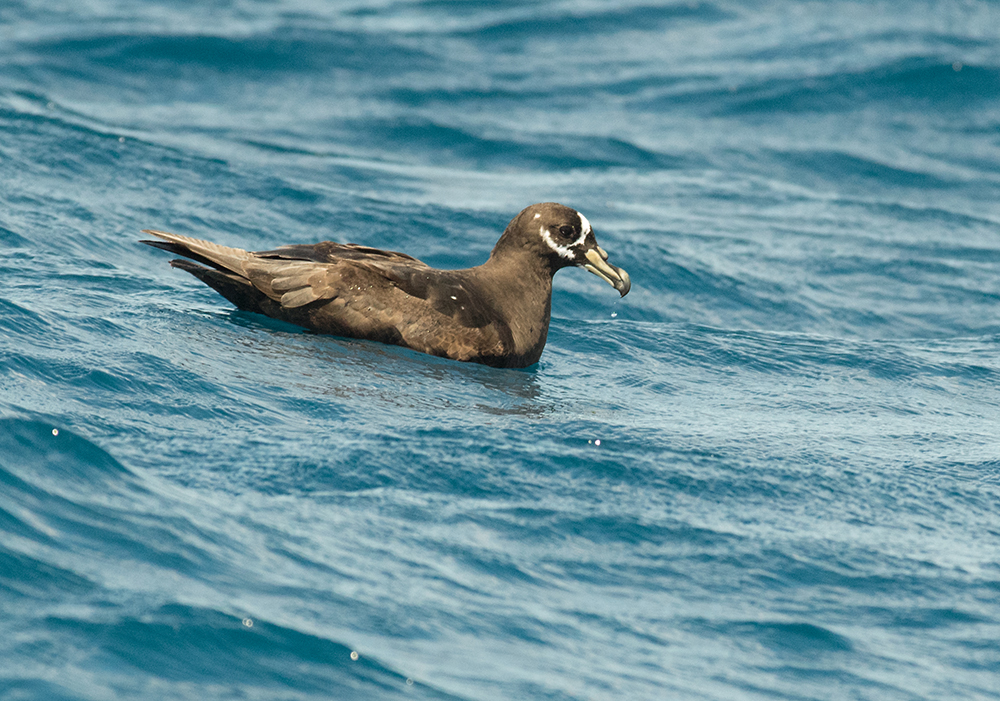 Details : Spectacled Petrel - BirdGuides