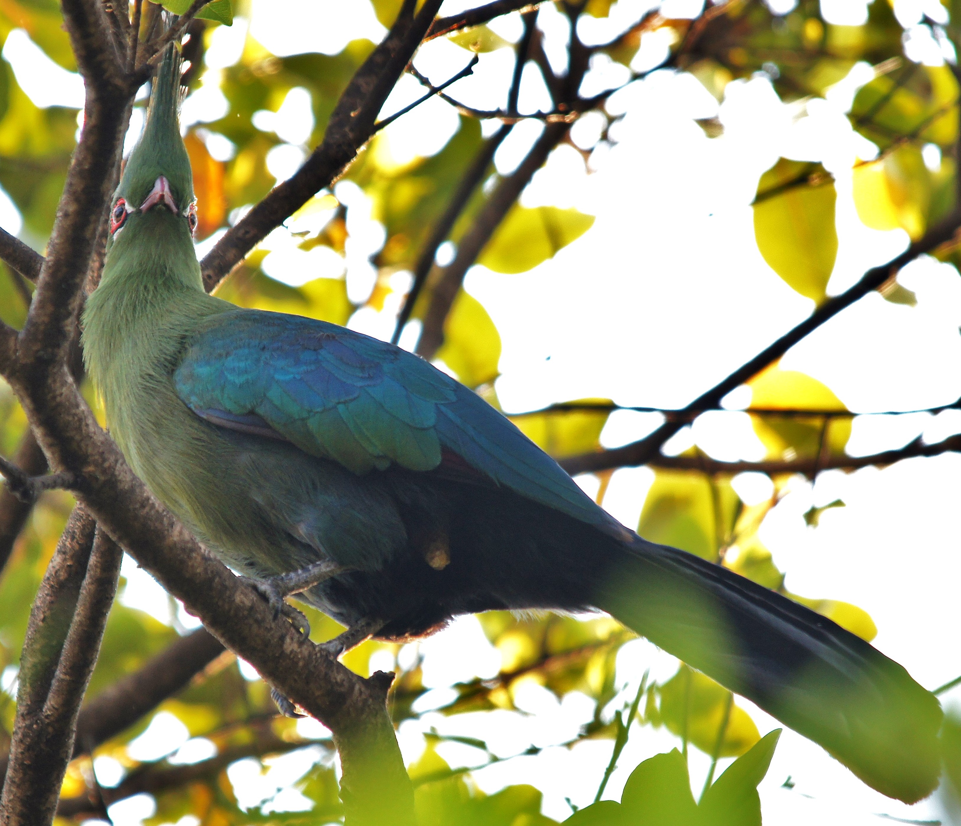 Details : Schalow's Turaco - BirdGuides