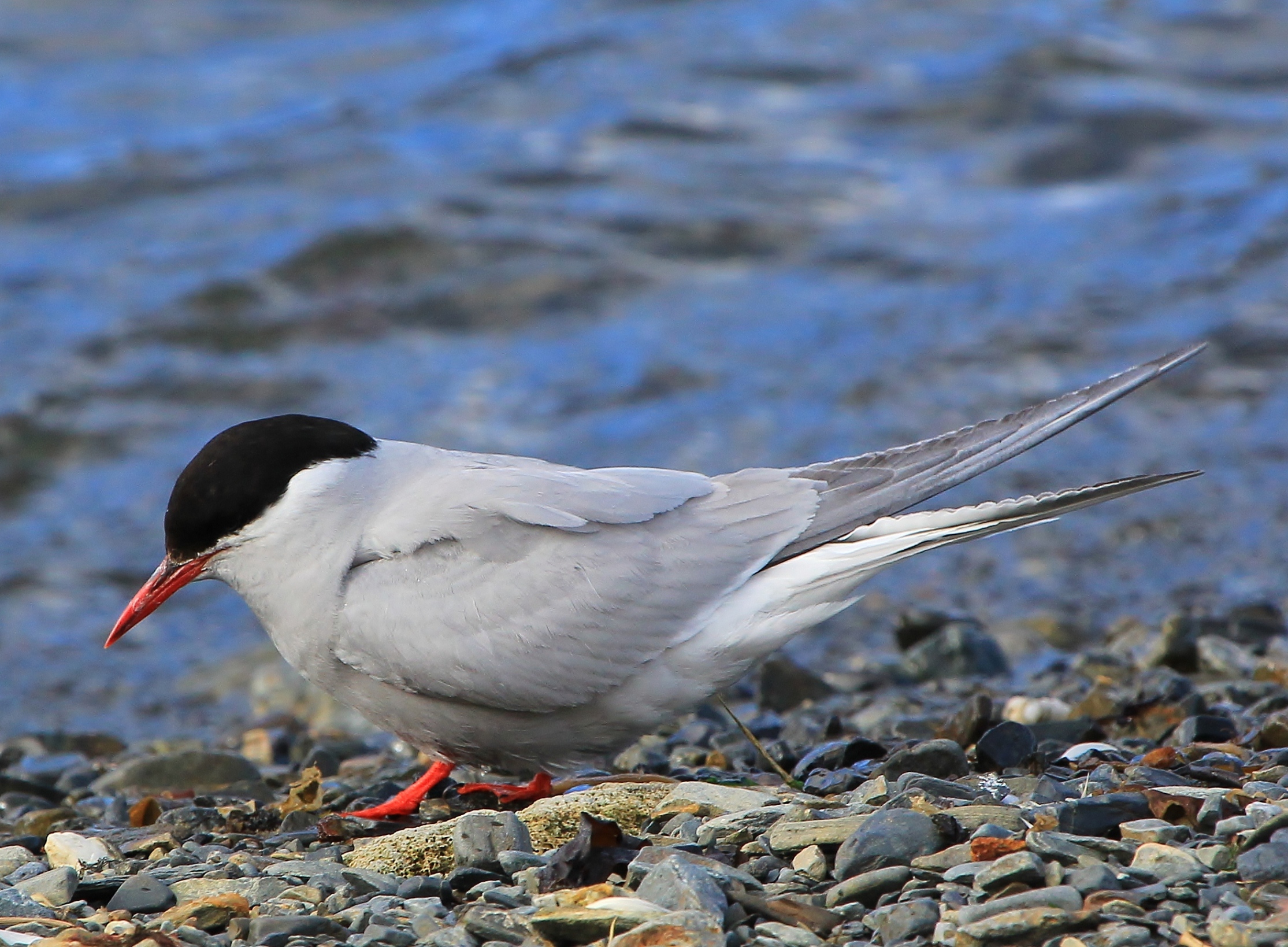 Details : Antarctic Tern - BirdGuides