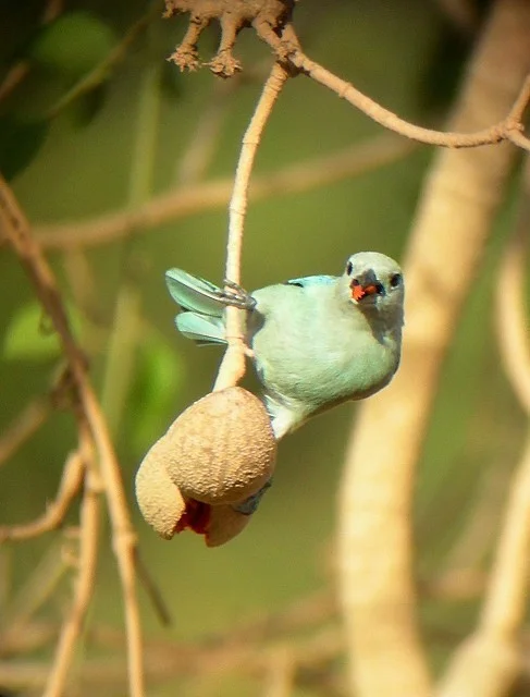 Details : Blue-grey Tanager - BirdGuides