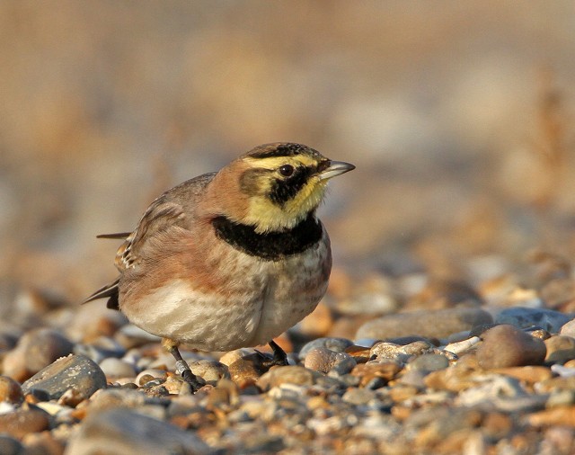 Details : Shore Lark - BirdGuides