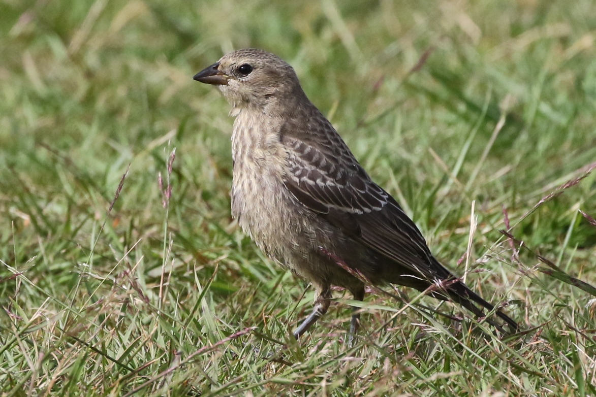 Details : Brown-headed Cowbird - BirdGuides