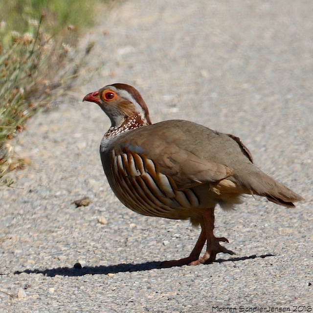 Details : Barbary Partridge - BirdGuides