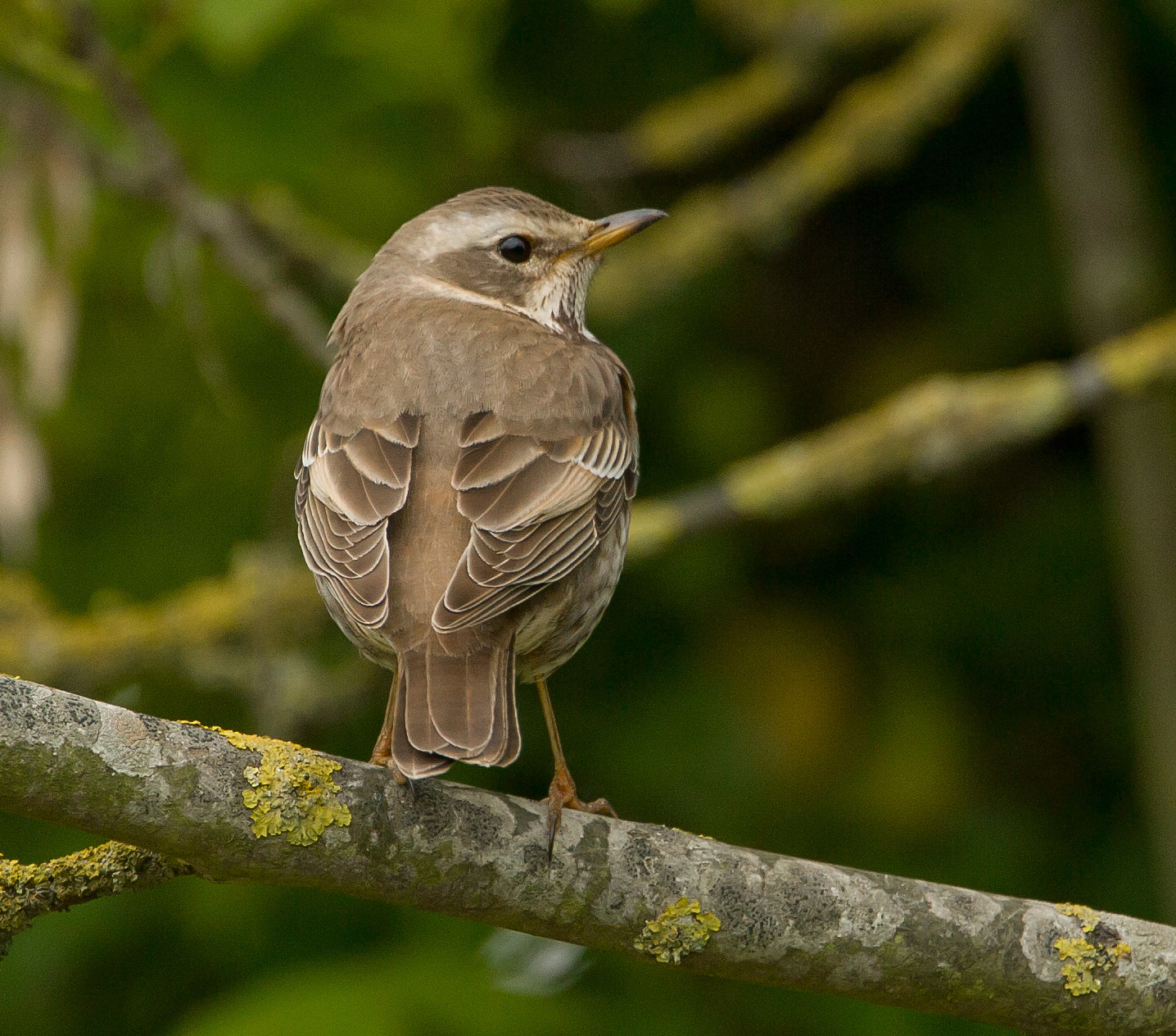 Details : Dusky Thrush - BirdGuides