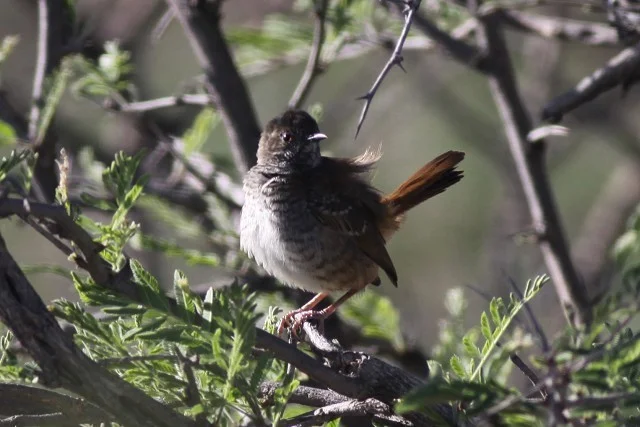 Details : Barred Wren-Warbler - BirdGuides