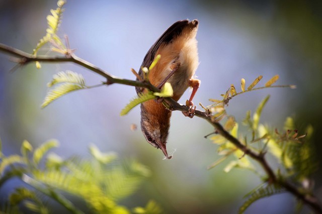 Details : Northern Crombec - BirdGuides
