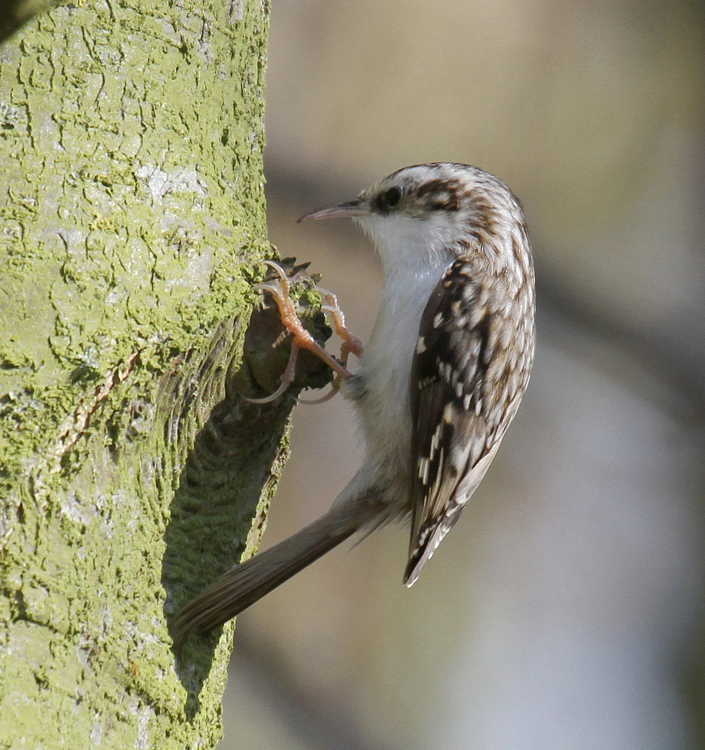 Details : Northern Treecreeper - BirdGuides