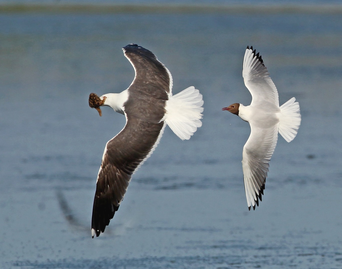 Lesser Black-backed Gull by Ian Clarke - BirdGuides