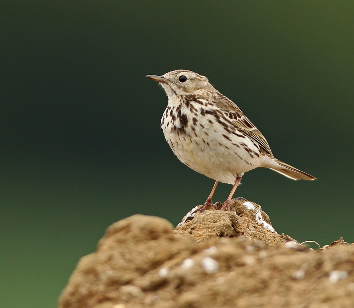 Meadow Pipit by Ian Clarke - BirdGuides