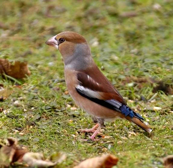 Details : Hawfinch - BirdGuides