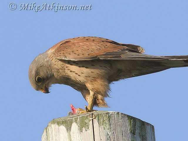Details : Common Kestrel - BirdGuides