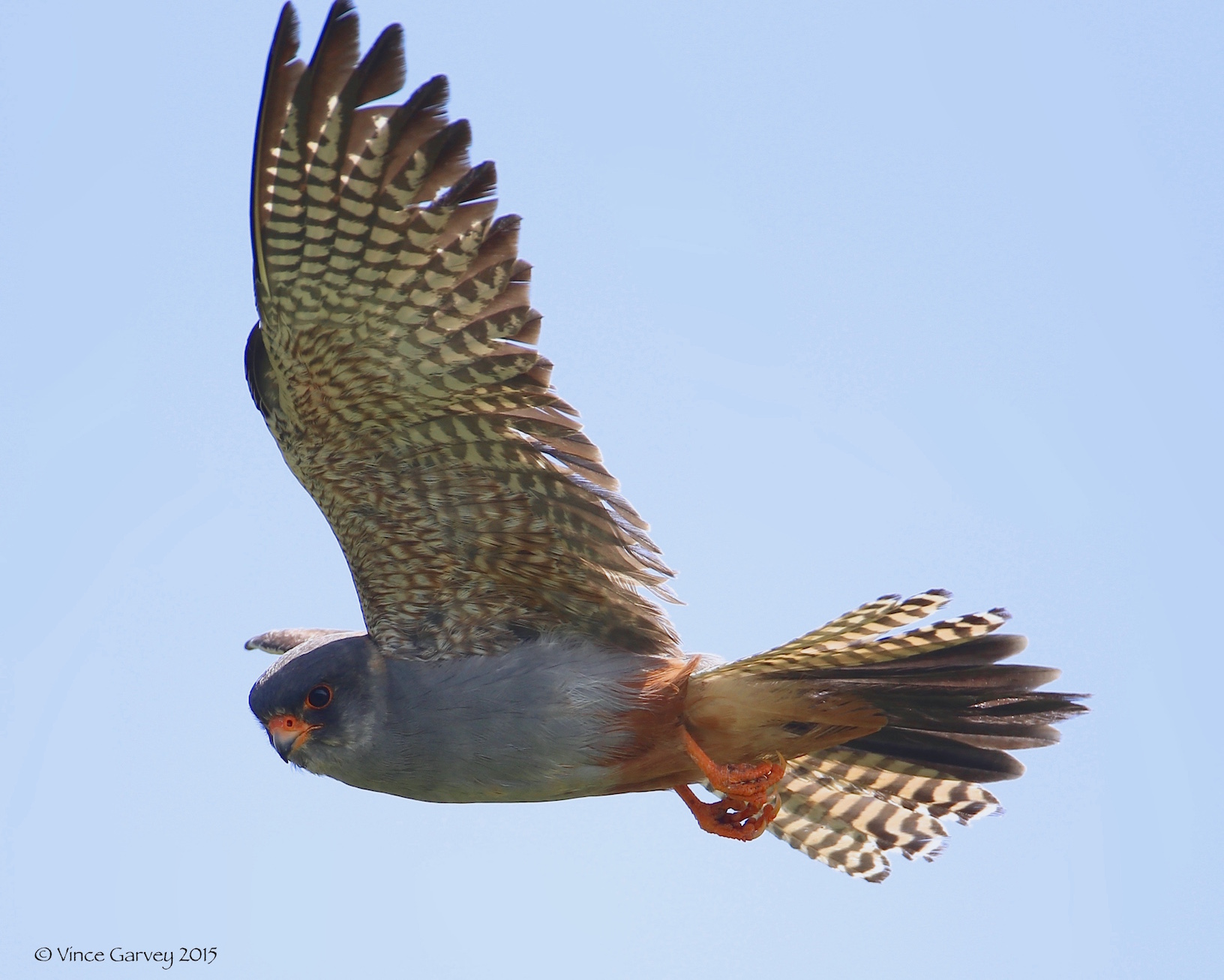 Details : Red-footed Falcon - BirdGuides