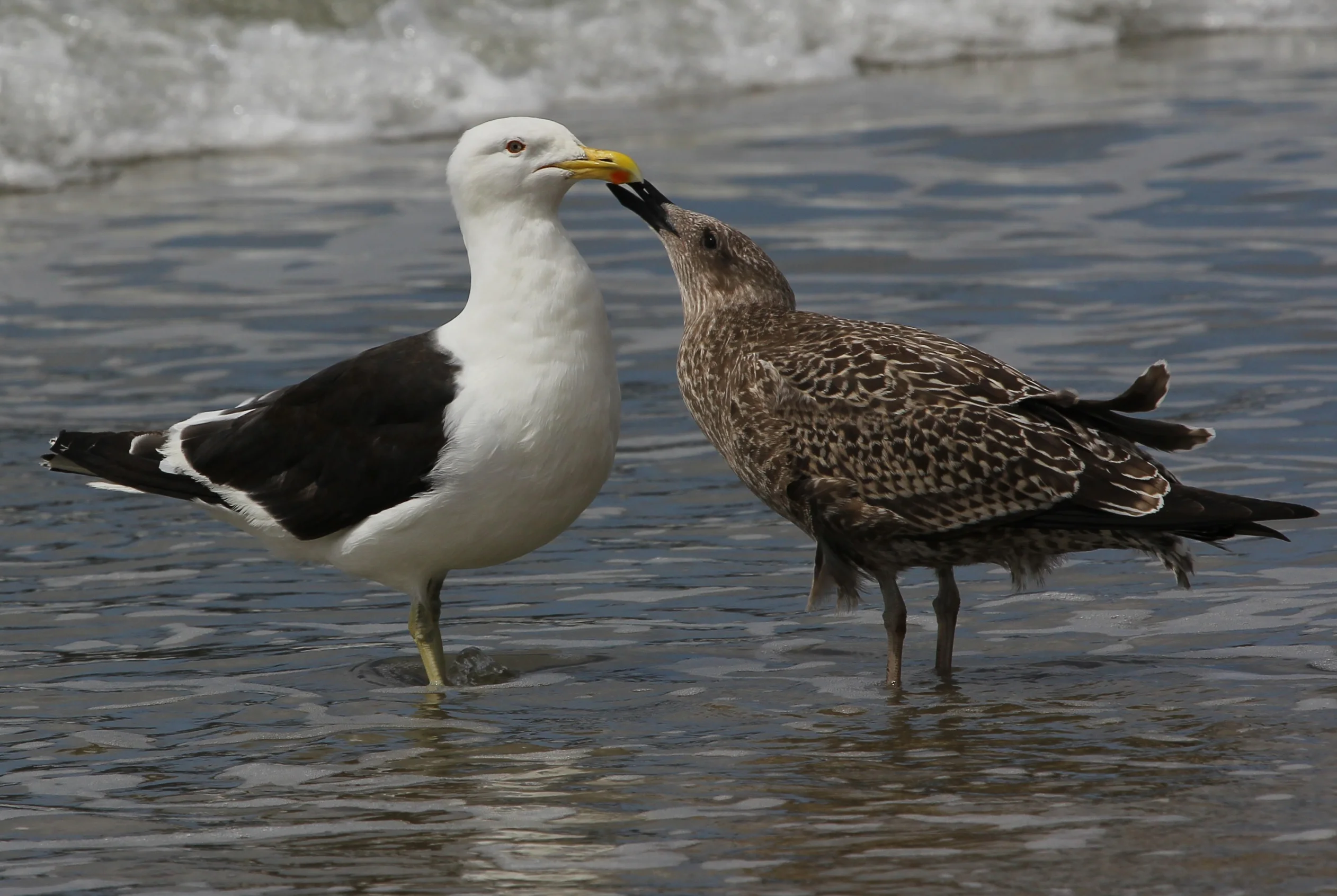 Details : Kelp Gull - BirdGuides