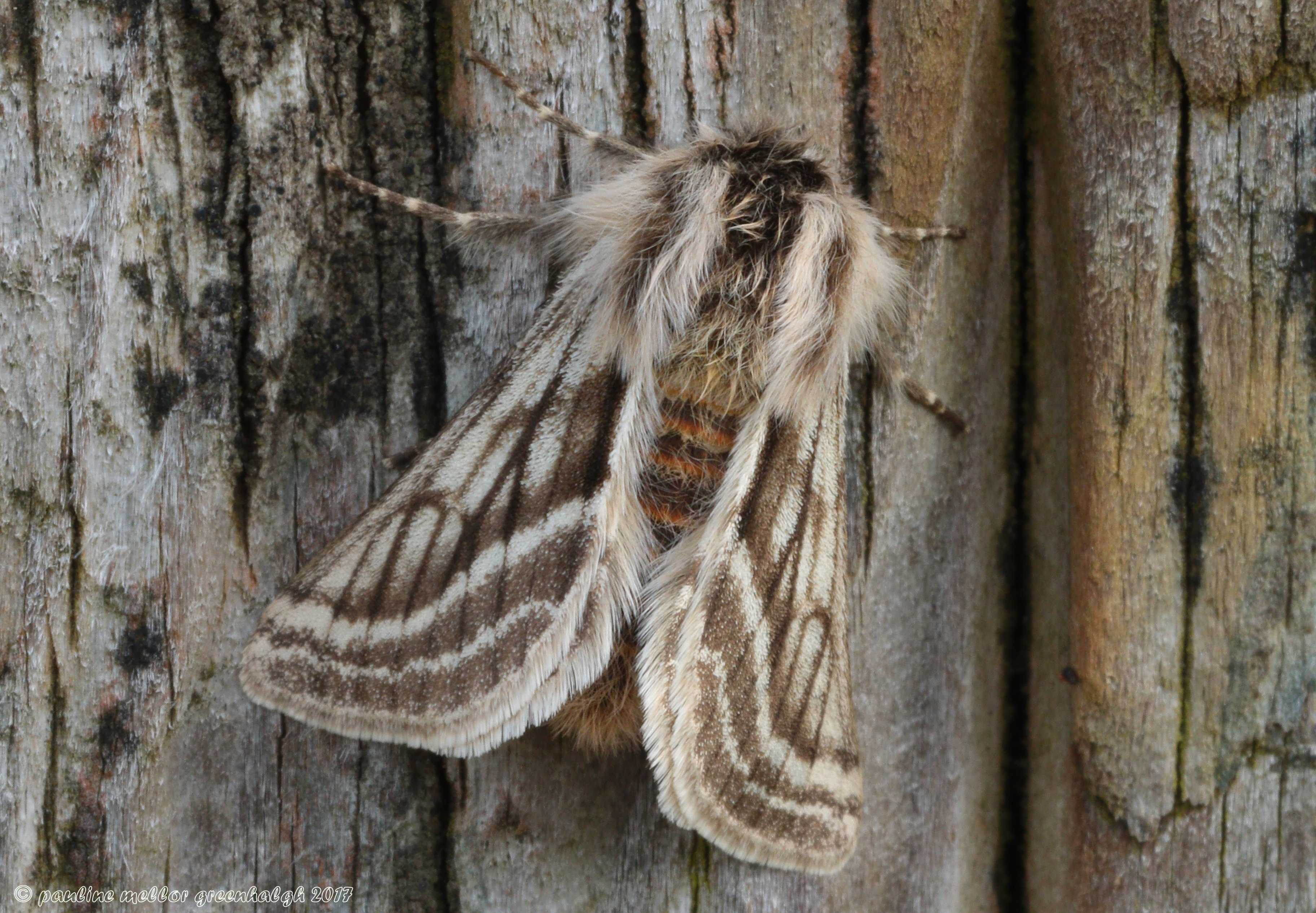 Details : Belted Beauty - BirdGuides