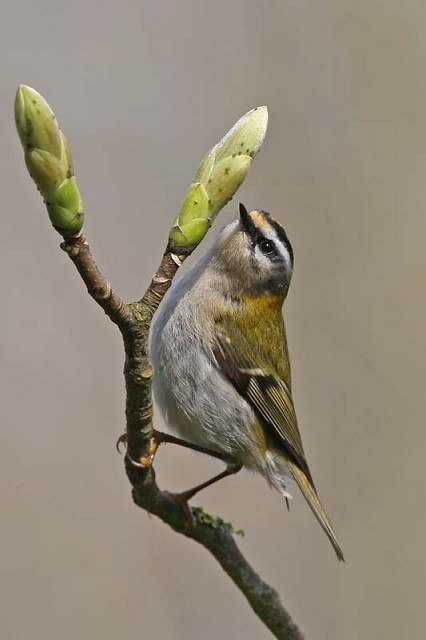 Details : Firecrest - BirdGuides