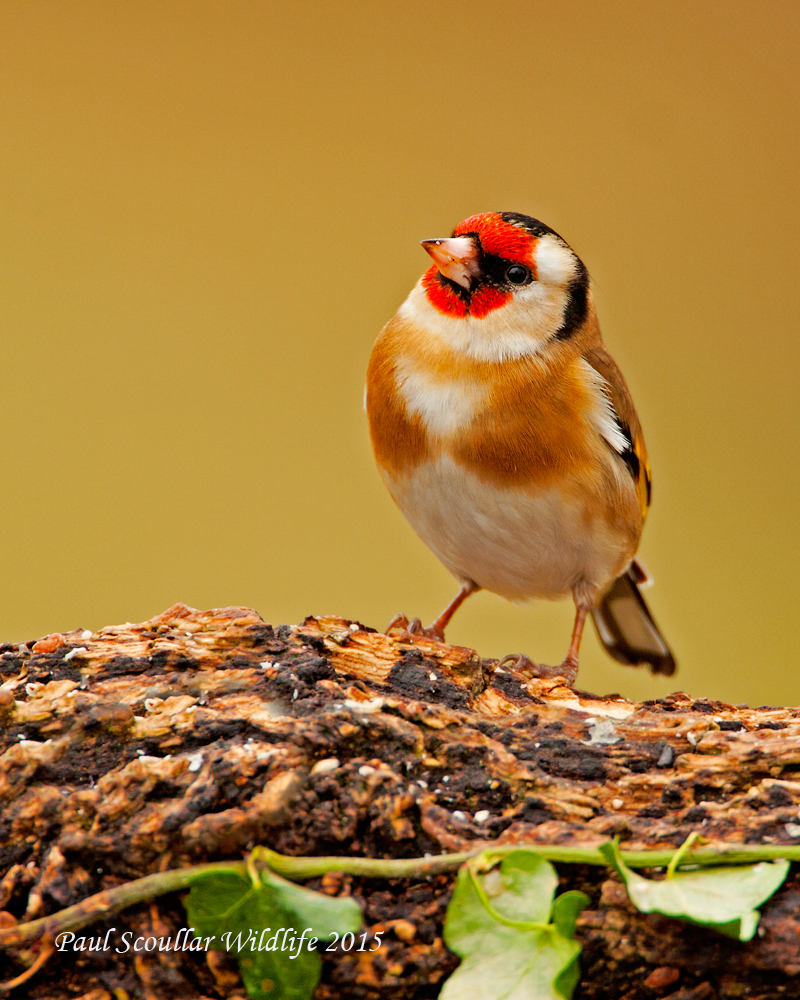 Goldfinch by Paul Scoullar - BirdGuides