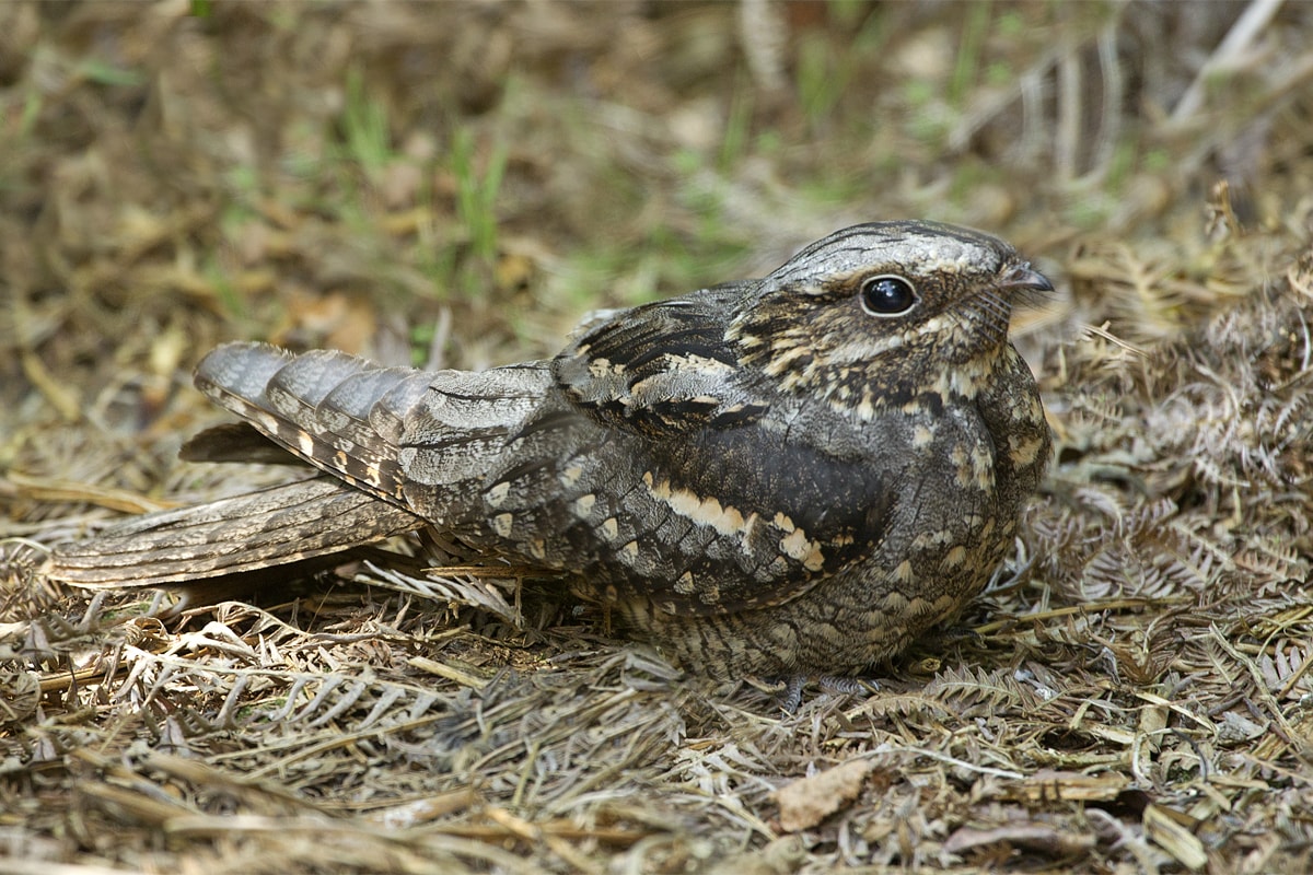 European Nightjar by Jamie MacArthur - BirdGuides