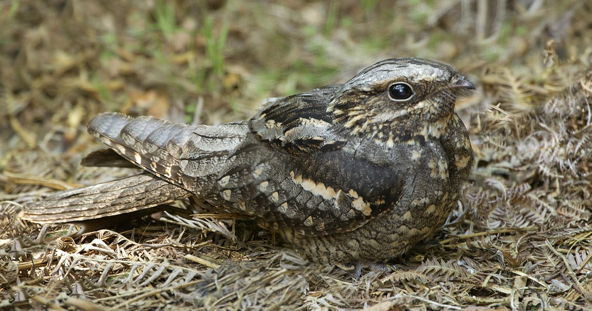 Ground-nesting birds impacted by post-lockdown visitors - BirdGuides