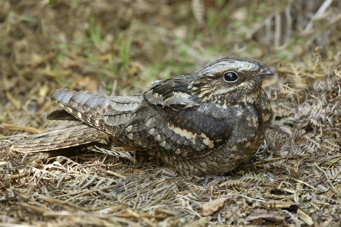 European Nightjar by Jamie MacArthur - BirdGuides