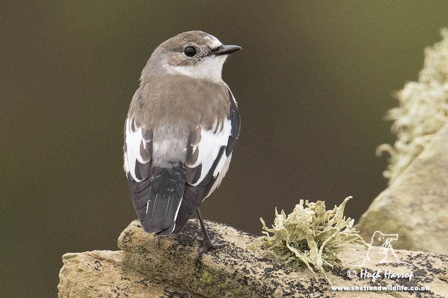 Details : Collared Flycatcher - BirdGuides