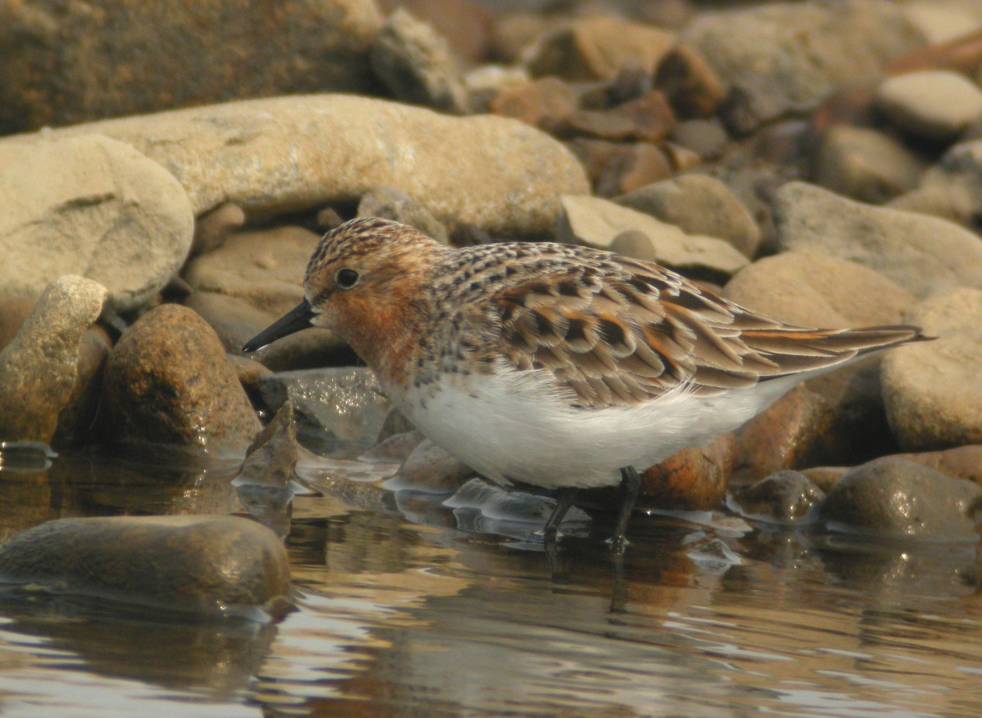 Details : Red-necked Stint - BirdGuides