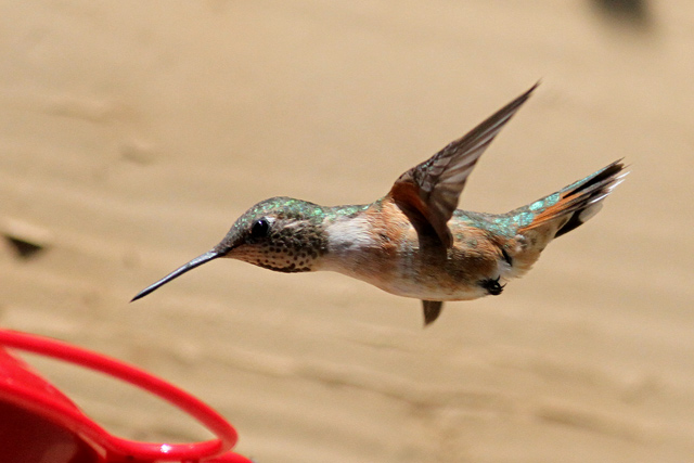 Details : Rufous Hummingbird - BirdGuides