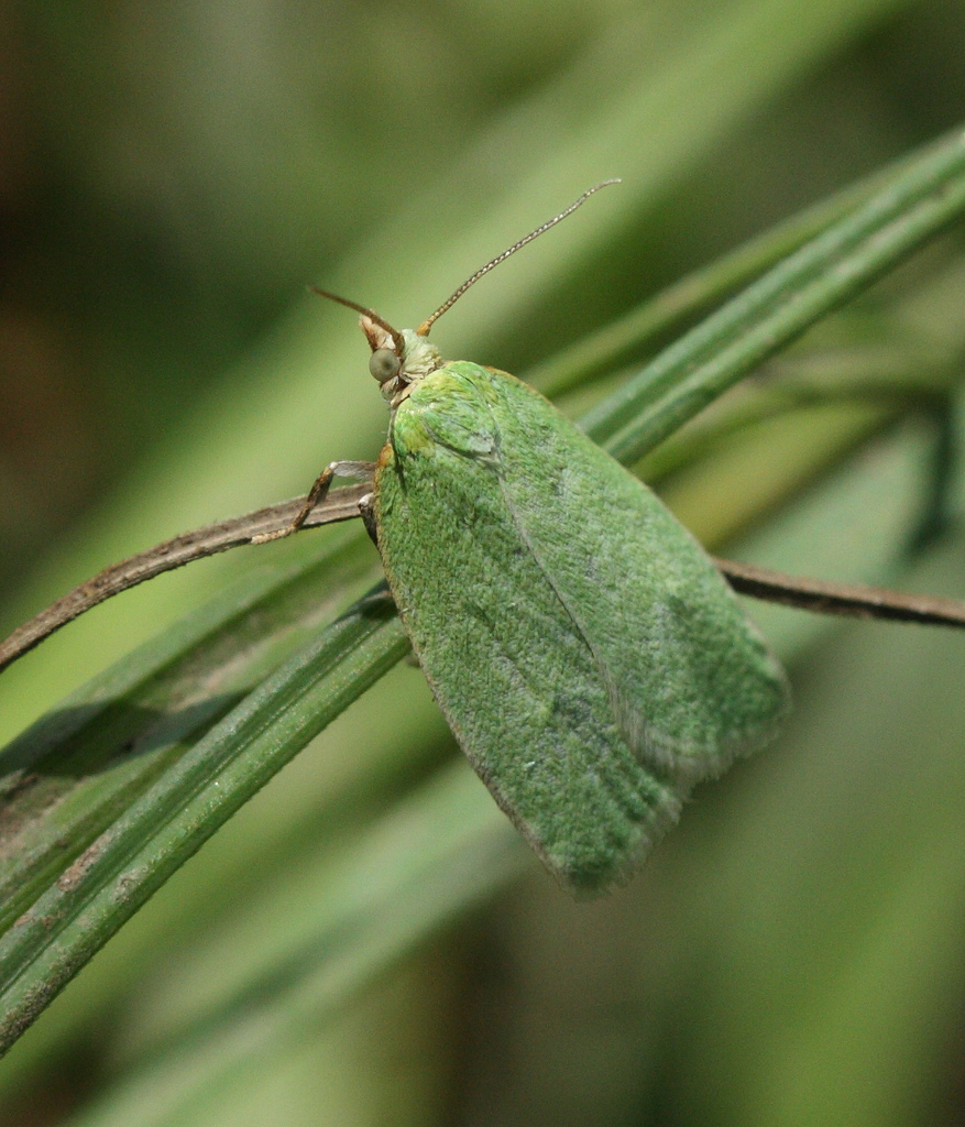 Details : Green Oak Tortrix - BirdGuides