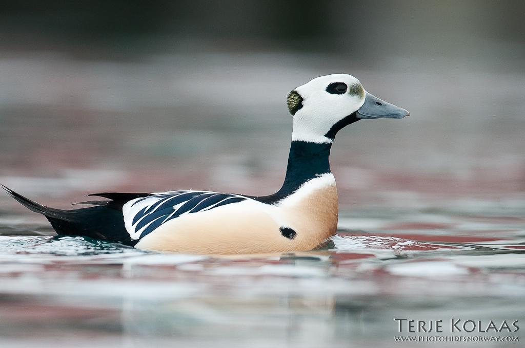 Details : Steller's Eider - BirdGuides