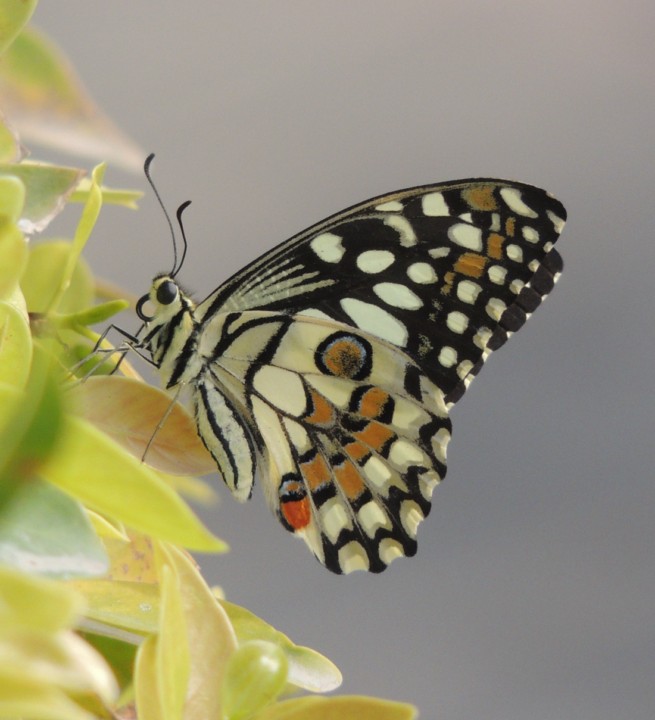 Details : Lime Swallowtail - BirdGuides