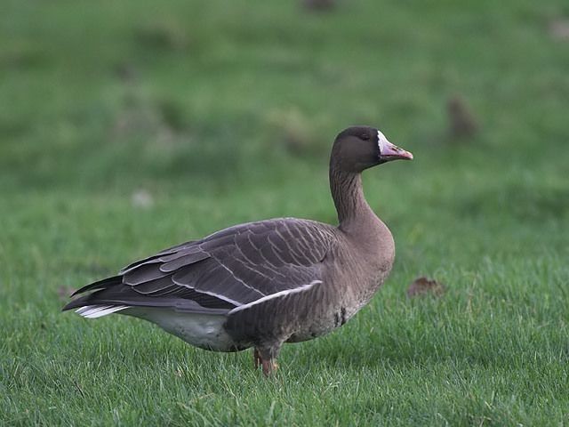 Details : Russian White-fronted Goose - BirdGuides