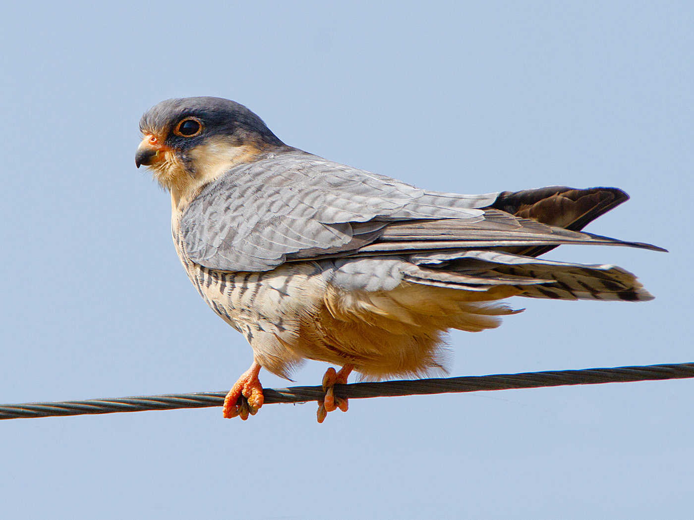 Details : Amur Falcon - BirdGuides