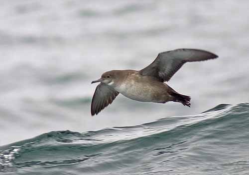 Details : Balearic Shearwater - BirdGuides