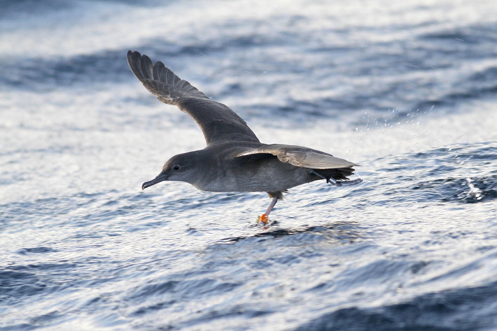 Balearic Shearwater by Joe Pender - BirdGuides