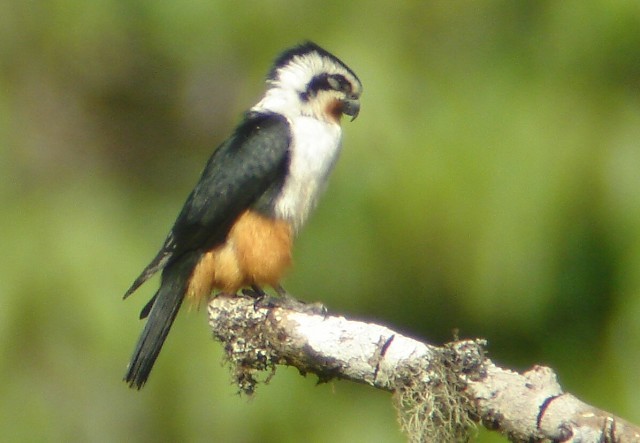 Details : Collared Falconet - BirdGuides